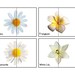 40 Real Flowers Matching Game for Kids, Symmetry Puzzle,match Picture ...