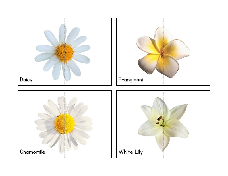 40 Real Flowers Matching Game for Kids, Symmetry Puzzle,match Picture ...