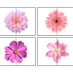 40 Real Flowers Matching Game for Kids, Symmetry Puzzle,match Picture ...