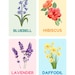 32 Flowers Flashcards, Flower Vocabulary Nature Cards,printable ...
