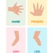 32 Body Parts Flashcards, Printable Montessori Flash Cards,pre-school ...