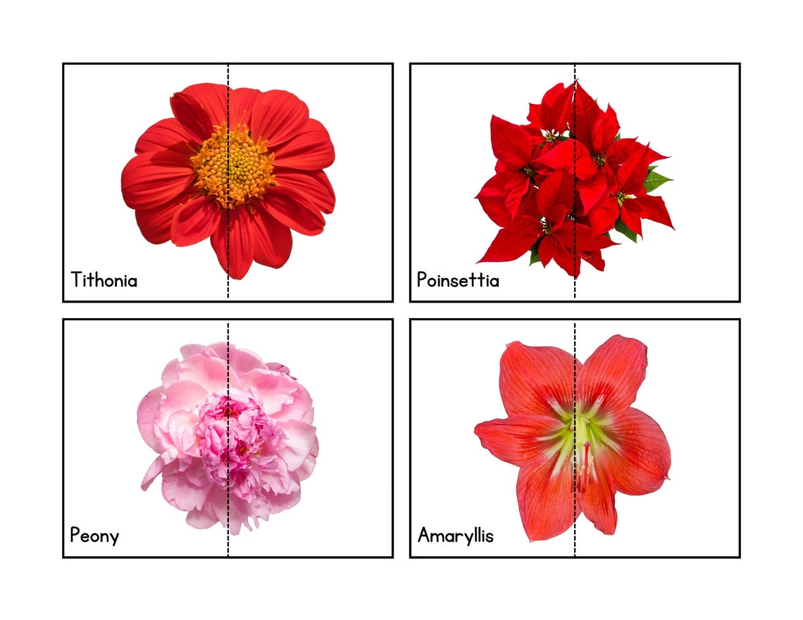 40 Real Flowers Matching Game for Kids, Symmetry Puzzle,match Picture ...