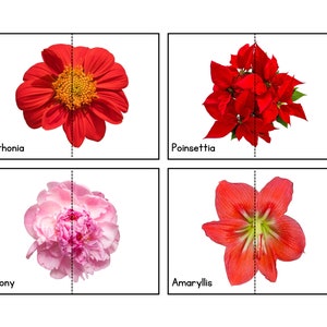40 Real Flowers Matching Game for Kids, Symmetry Puzzle,match Picture ...