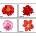 40 Real Flowers Matching Game for Kids, Symmetry Puzzle,match Picture ...