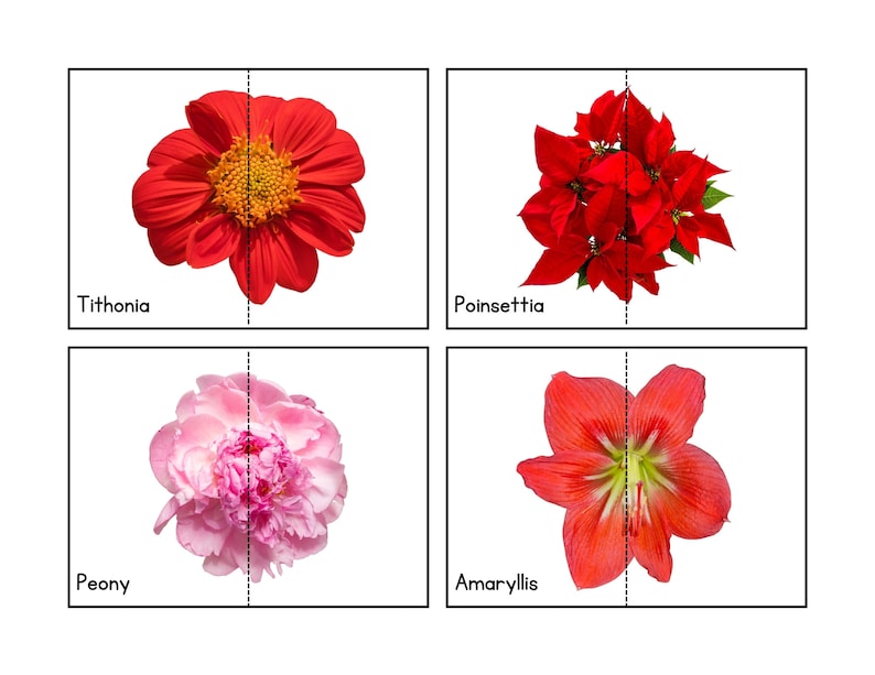 40 Real Flowers Matching Game for Kids, Symmetry Puzzle,match Picture ...