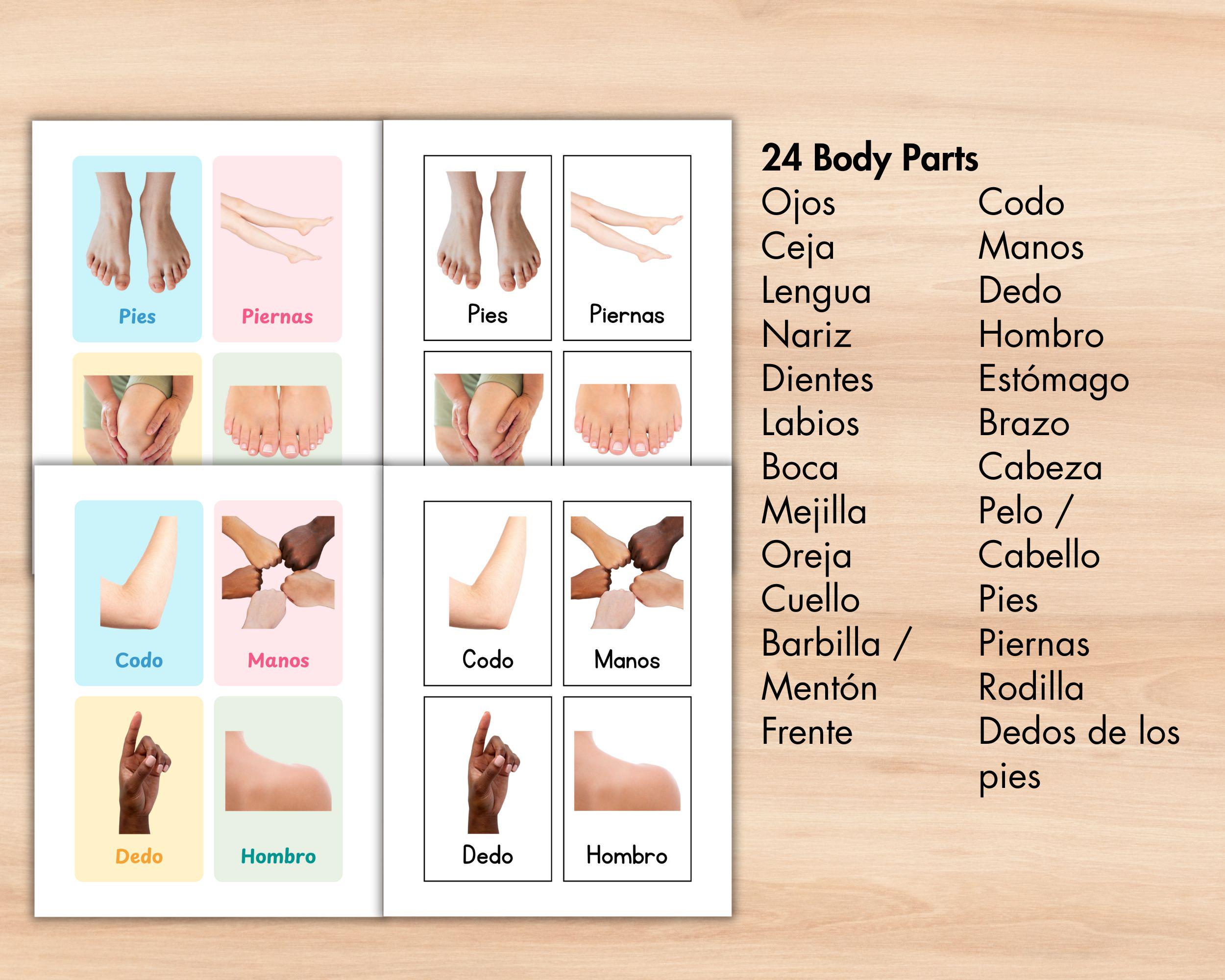 Spanish Body Parts Flashcards With Real Photos for Kids Learning ...