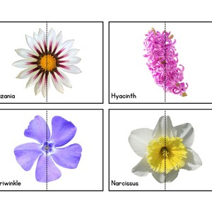 40 Real Flowers Matching Game for Kids, Symmetry Puzzle,match Picture ...
