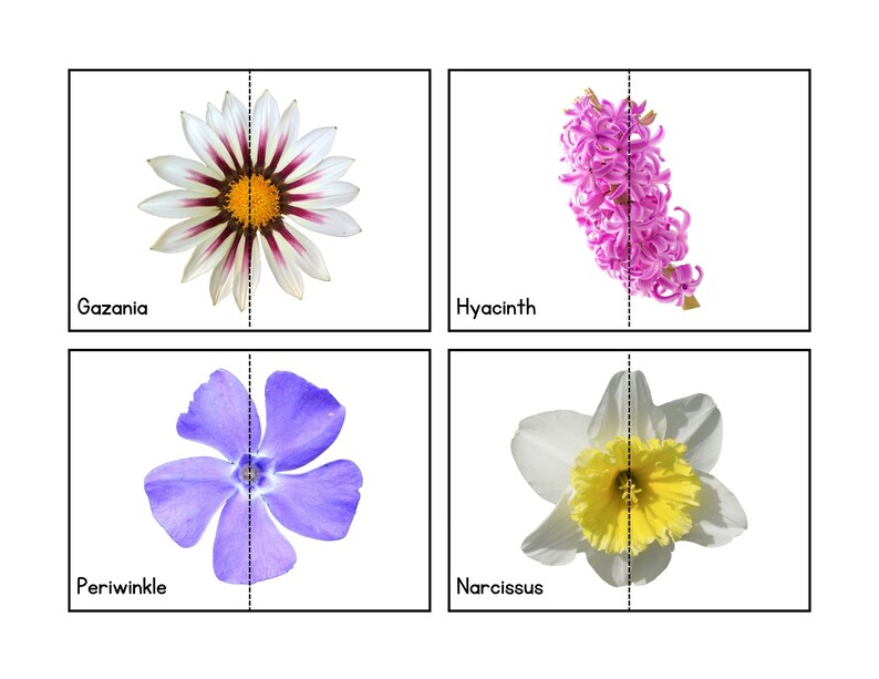 40 Real Flowers Matching Game for Kids, Symmetry Puzzle,match Picture ...