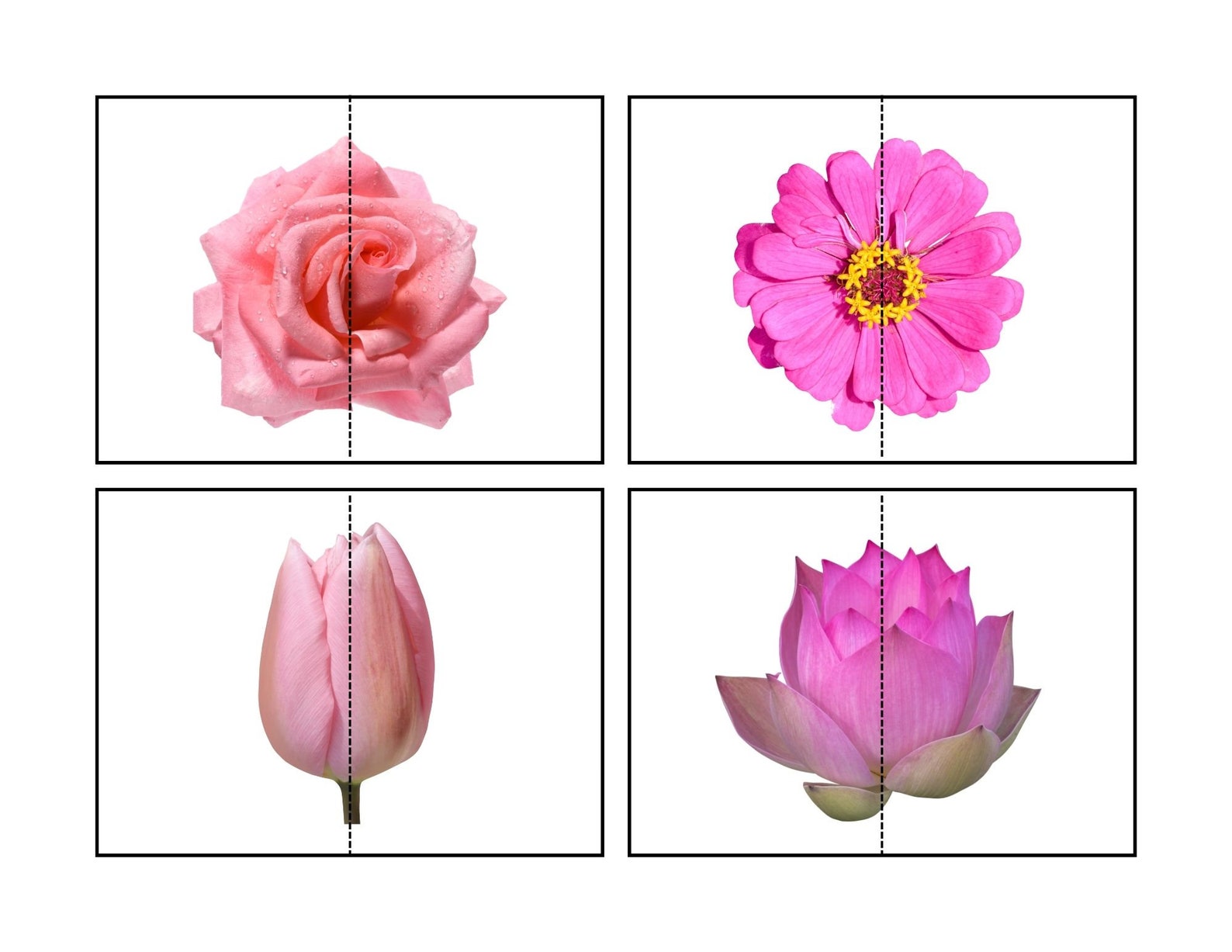 40 Real Flowers Matching Game for Kids, Symmetry Puzzle,match Picture ...