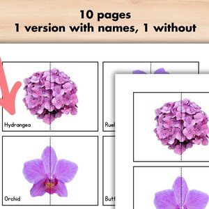 40 Real Flowers Matching Game for Kids, Symmetry Puzzle,match Picture ...