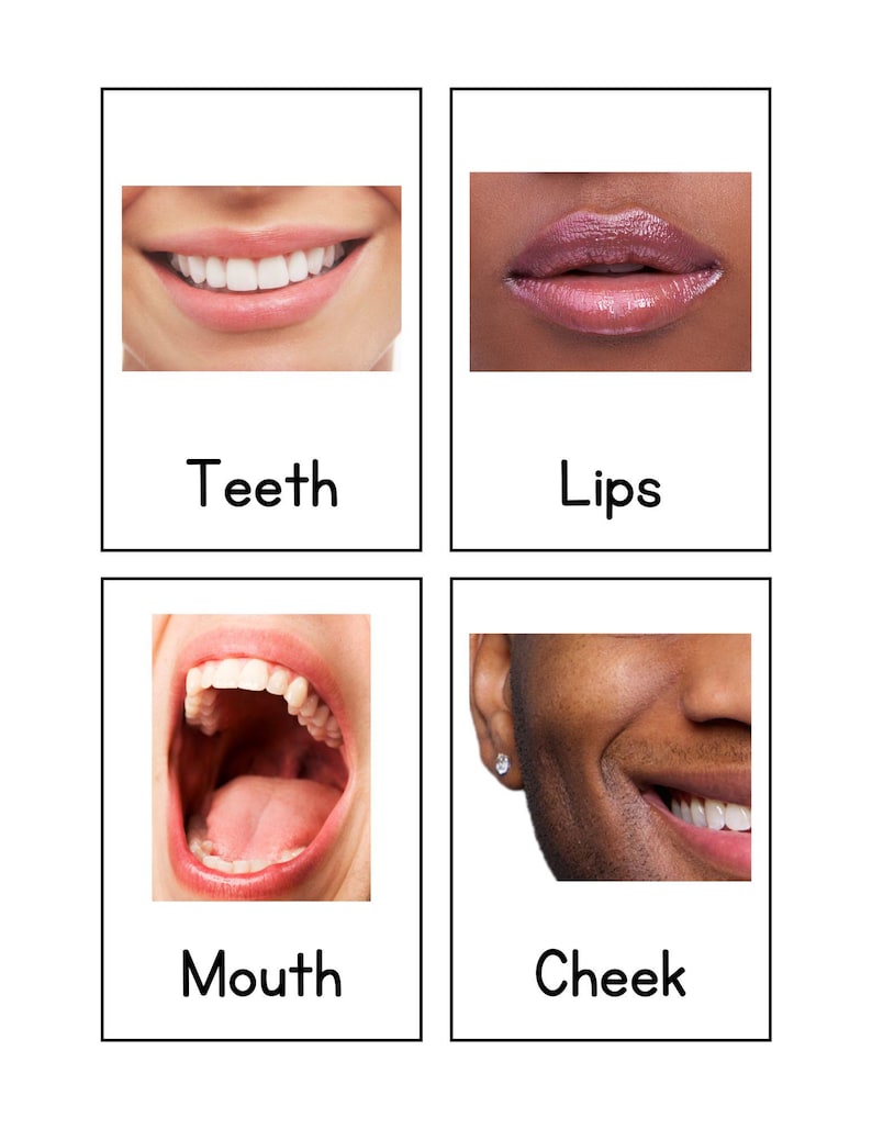 24 Body Parts Flashcards, Printable Bodyparts Flash Cards, Real Photo ...