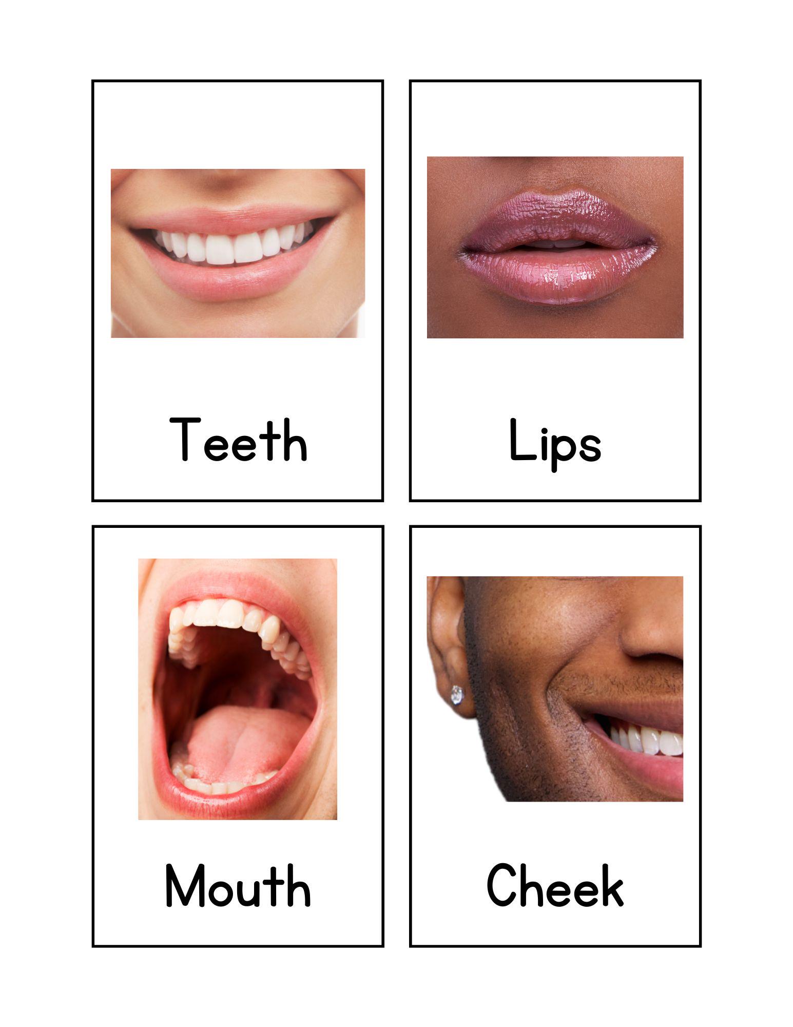 24 Body Parts Flashcards, Printable Bodyparts Flash Cards, Real Photo ...