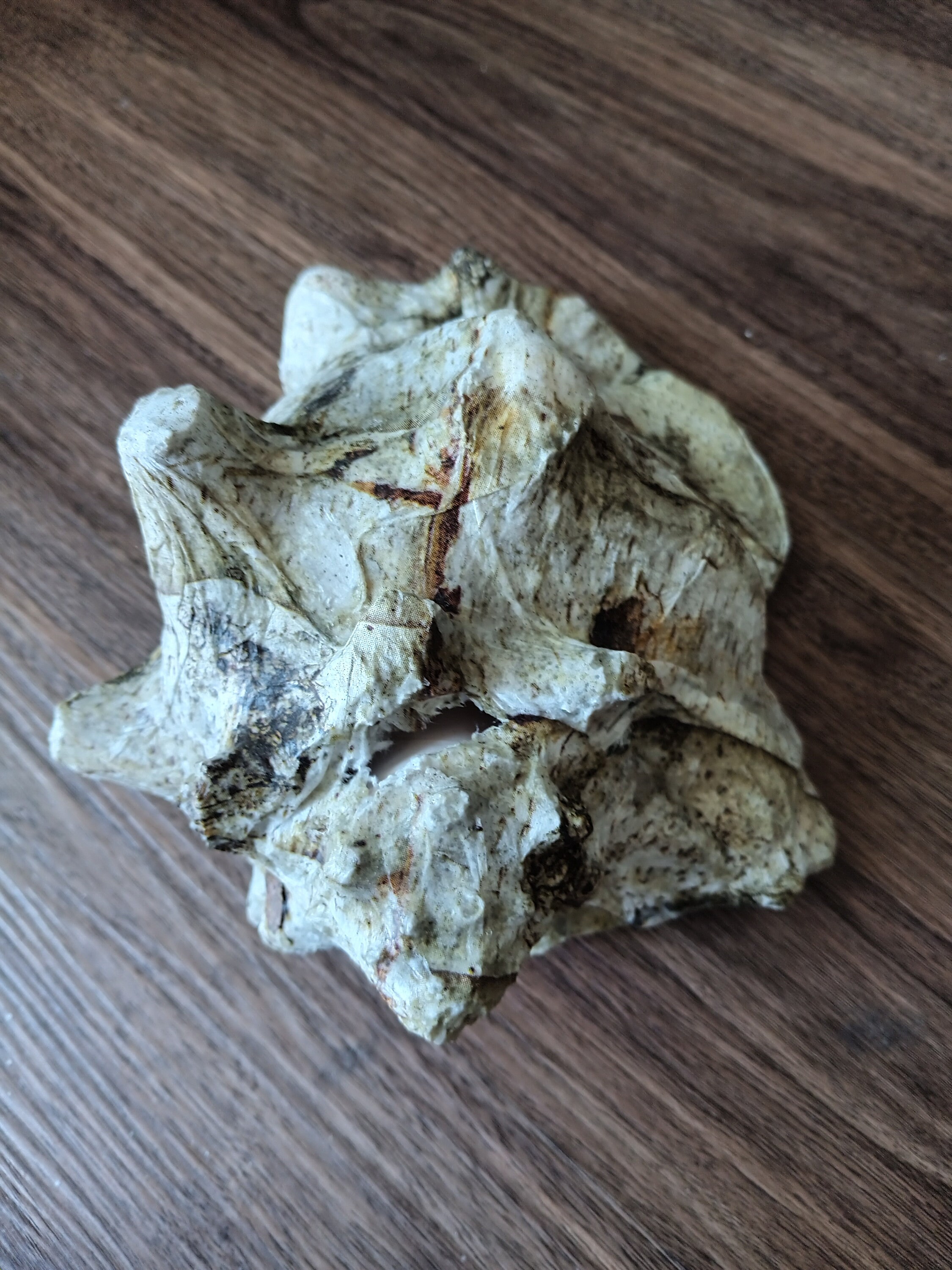 Decoupage Sea Shell - Etsy