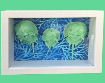 Taxidermy Shadow Box With Gold Leafed Horseshoe Crab Specimen - Etsy