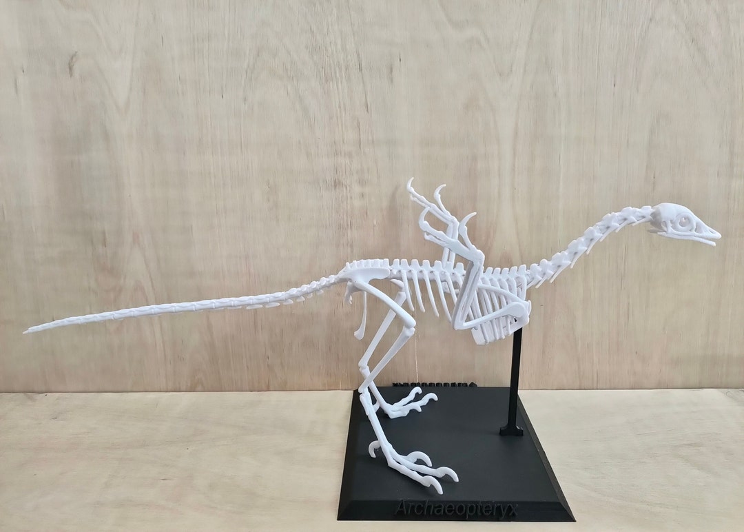 Archaeopteryx Dinosaur Skeleton Model Kit Life-size 1:1 - Etsy UK