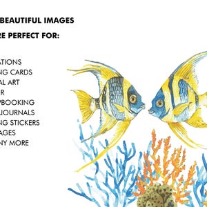 Angelfish Clipart Bundle: 102 Marine Art Designs, SVG & PNG - Etsy
