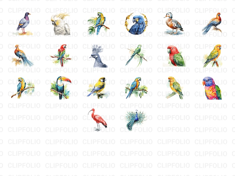 Bird Clipart Bundle 80 Designs SVG & PNG High Resolution - Etsy