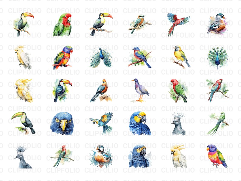 Bird Clipart Bundle 80 Designs SVG & PNG High Resolution - Etsy