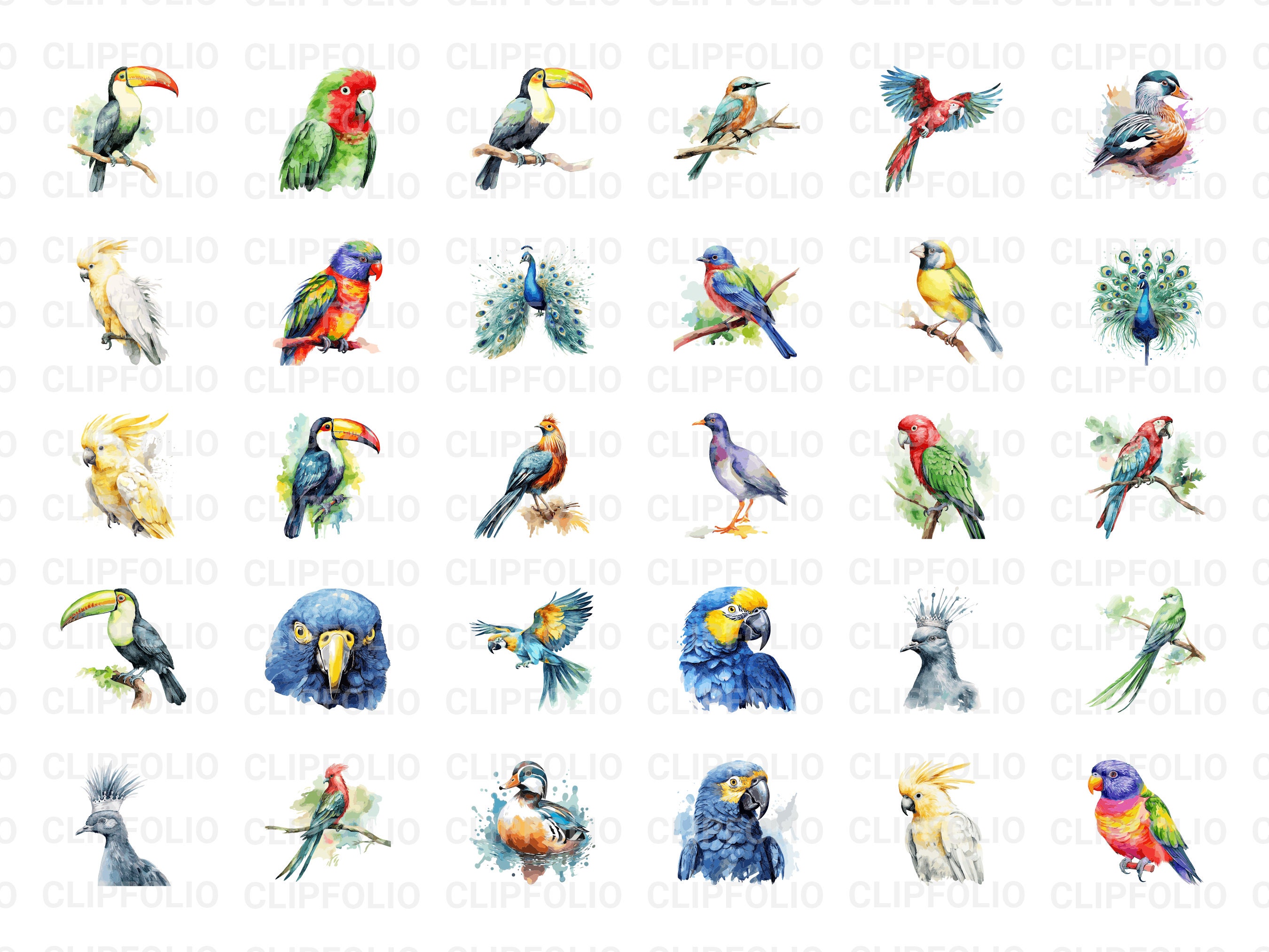 Bird Clipart Bundle 80 Designs SVG & PNG High Resolution Vibrant and ...