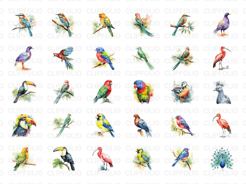 Bird Clipart Bundle 80 Designs SVG & PNG High Resolution - Etsy