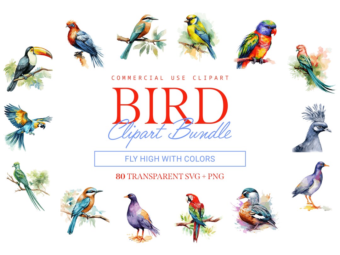 Bird Clipart Bundle - 80 Designs | SVG & PNG | High Resolution ...