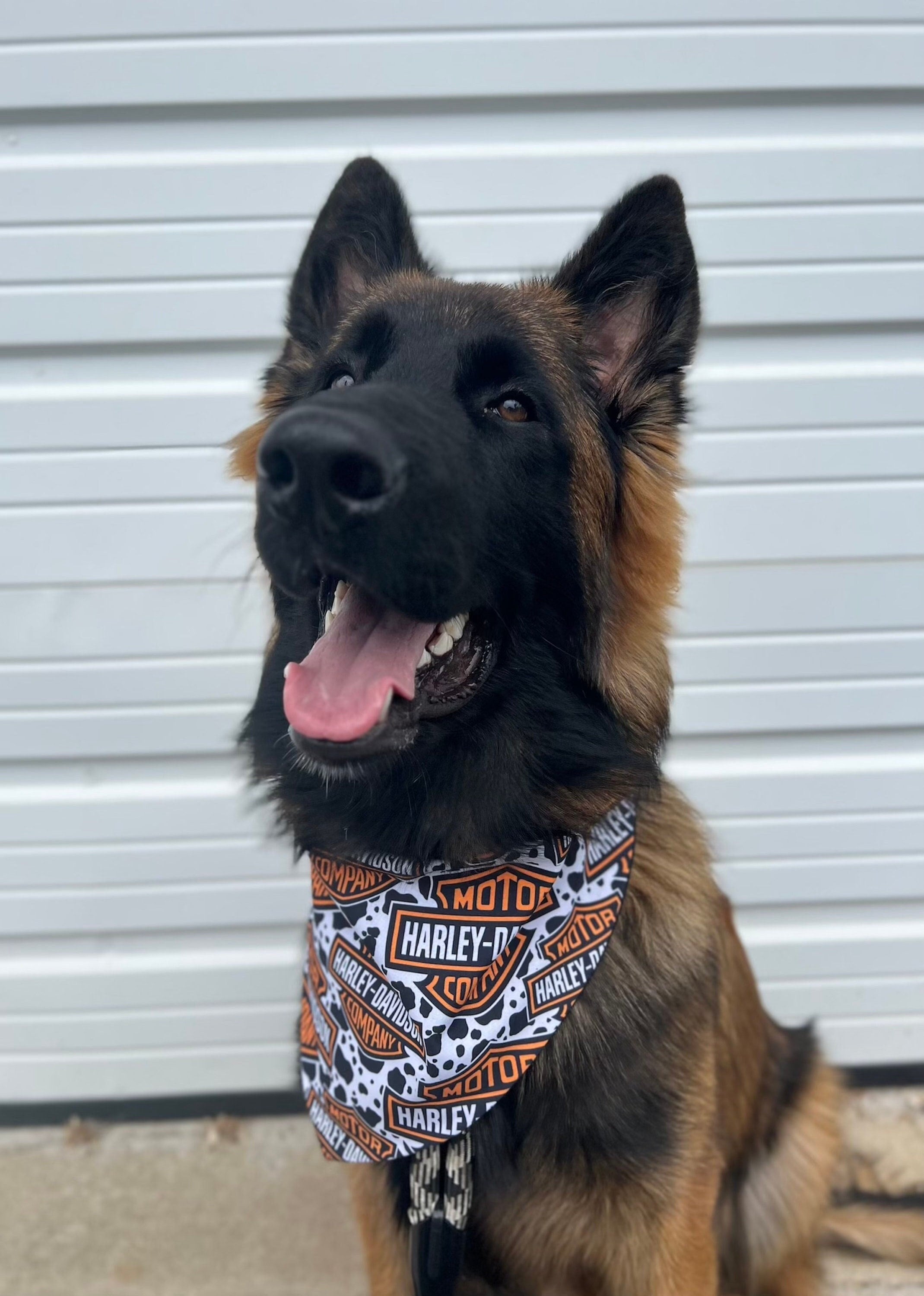 Harley Davidson Inspired Dog Bandana - Motorcycle Dog Accessories ...