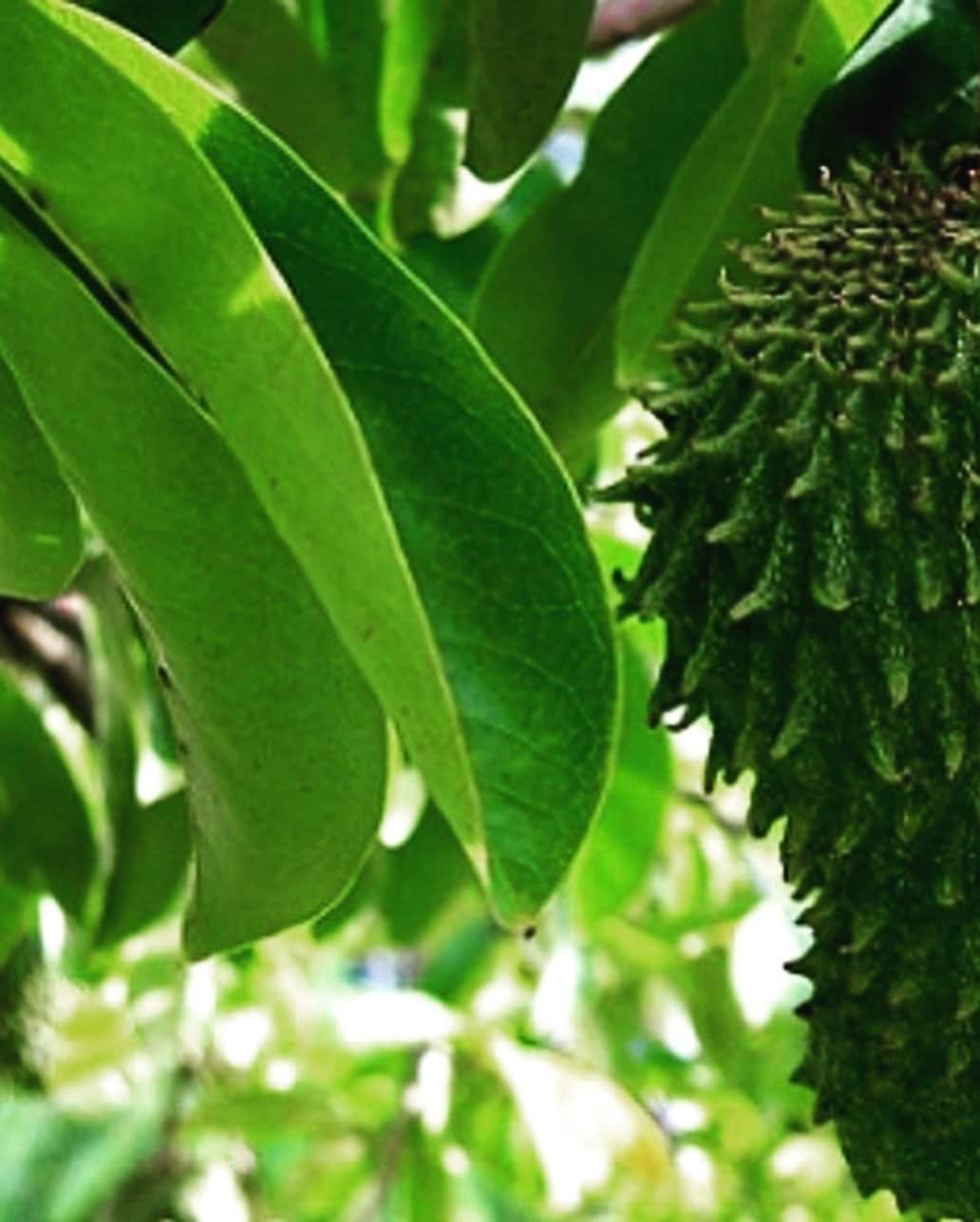 Dry Soursop Leaf (fey Corosol) - Etsy