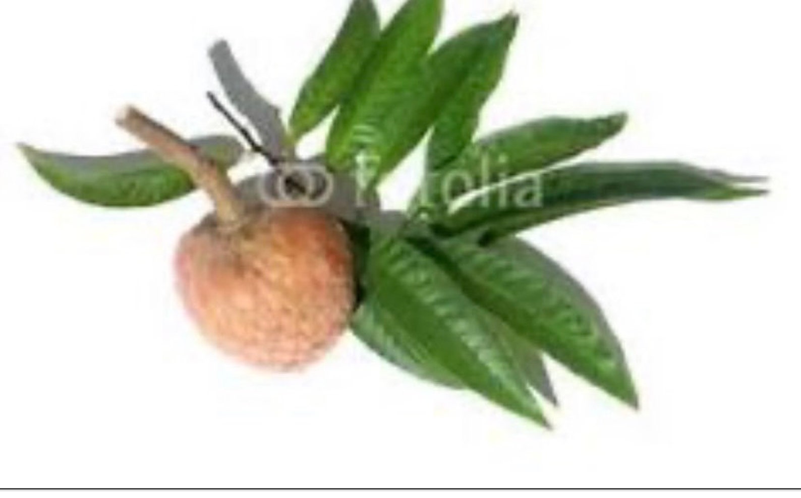 Dry Ox-heart Leaf fey Kachiman - Etsy