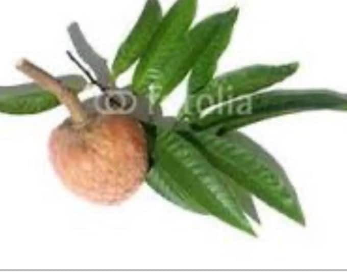 Dry Ox-heart Leaf (fey Kachiman) - Etsy