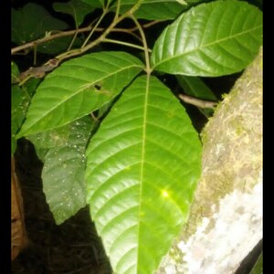 Dry Ox-heart Leaf (fey Kachiman) - Etsy