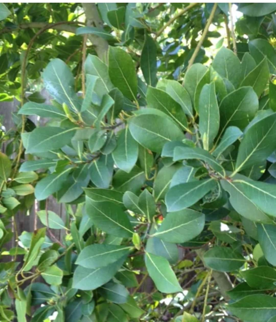 Dry Bay Leaf (fey Laurier) - Etsy