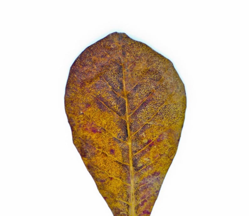 Dry Almond Leaf (fey Zanmann) - Etsy