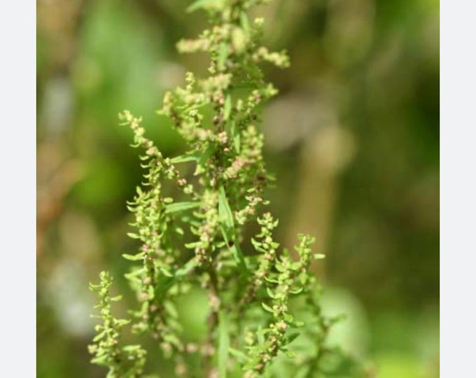 Semi Contra, Epazote, Wormweed Fresh or Dried 1 Oz - Etsy
