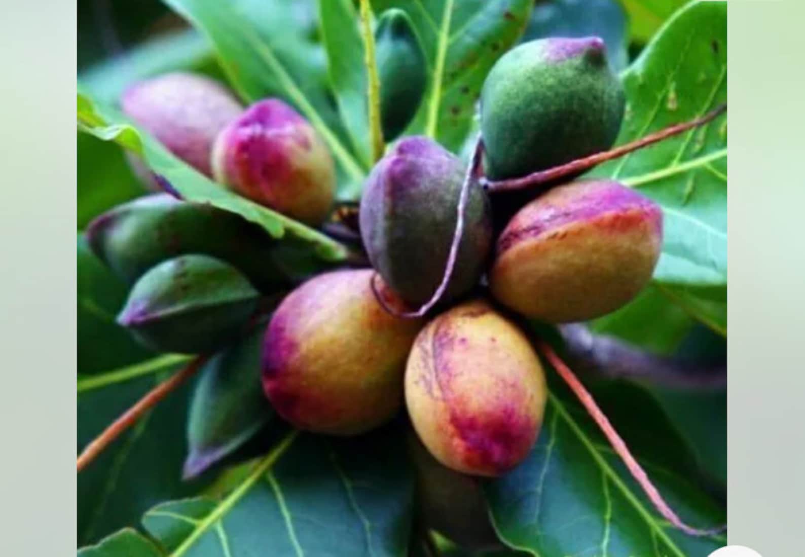 Dry Almond Leaf (fey Zanmann) - Etsy