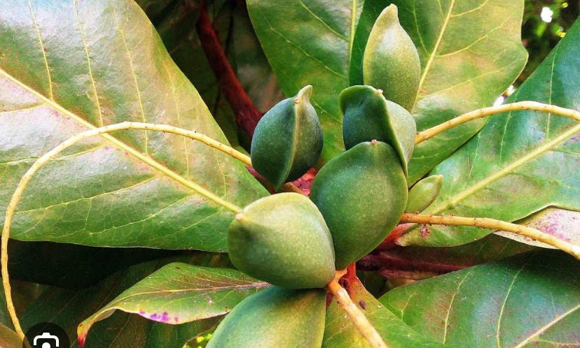 Dry Almond Leaf (fey Zanmann) - Etsy