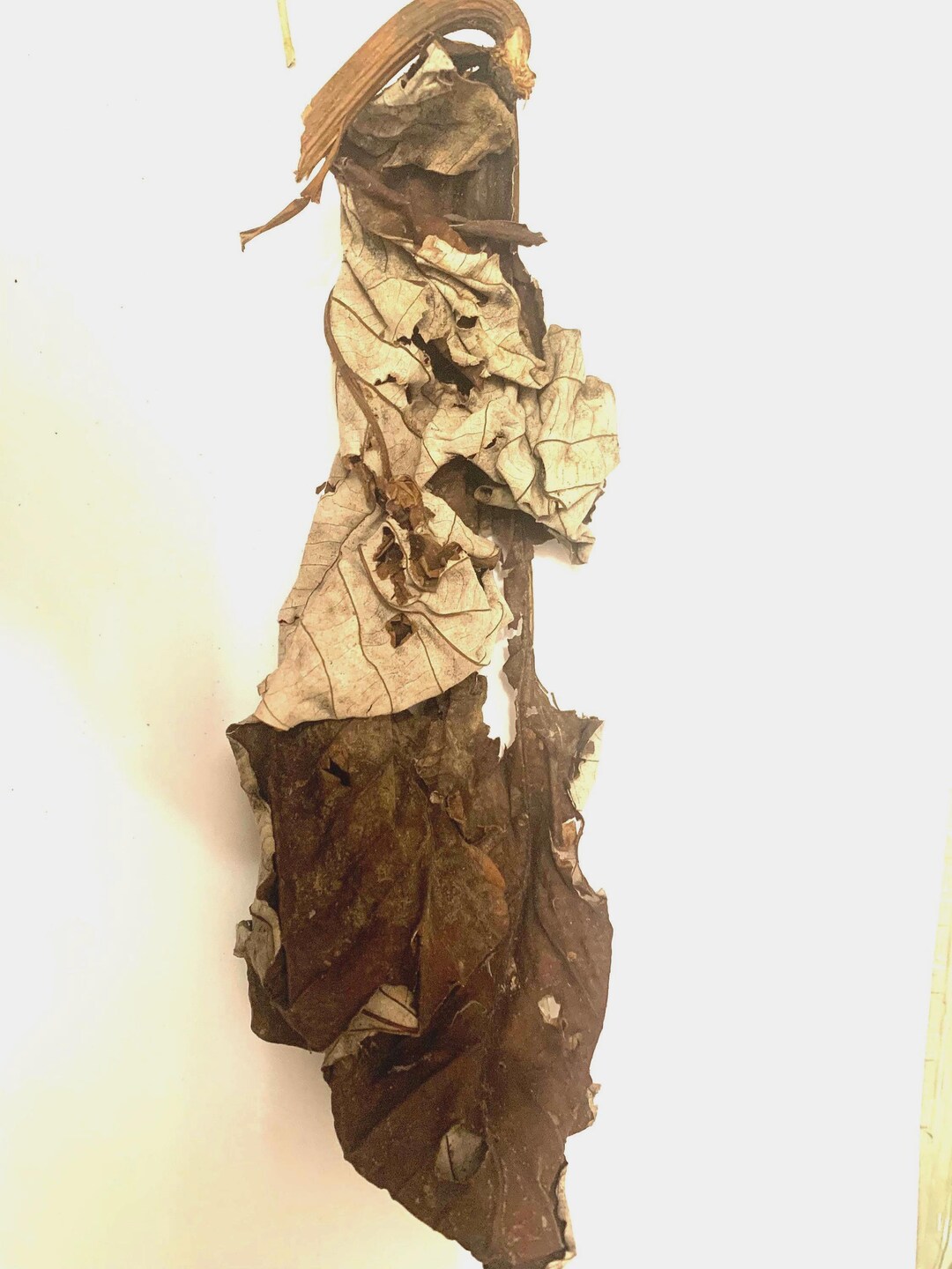 Fey Trompet Sèche - Etsy