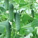 CUCUMBER - WISCONSIN SMR58 Cucumber Seed - Heirloom - Qty: 75 - Etsy