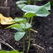 CUCUMBER - WISCONSIN SMR58 Cucumber Seed - Heirloom - Qty: 75 - Etsy