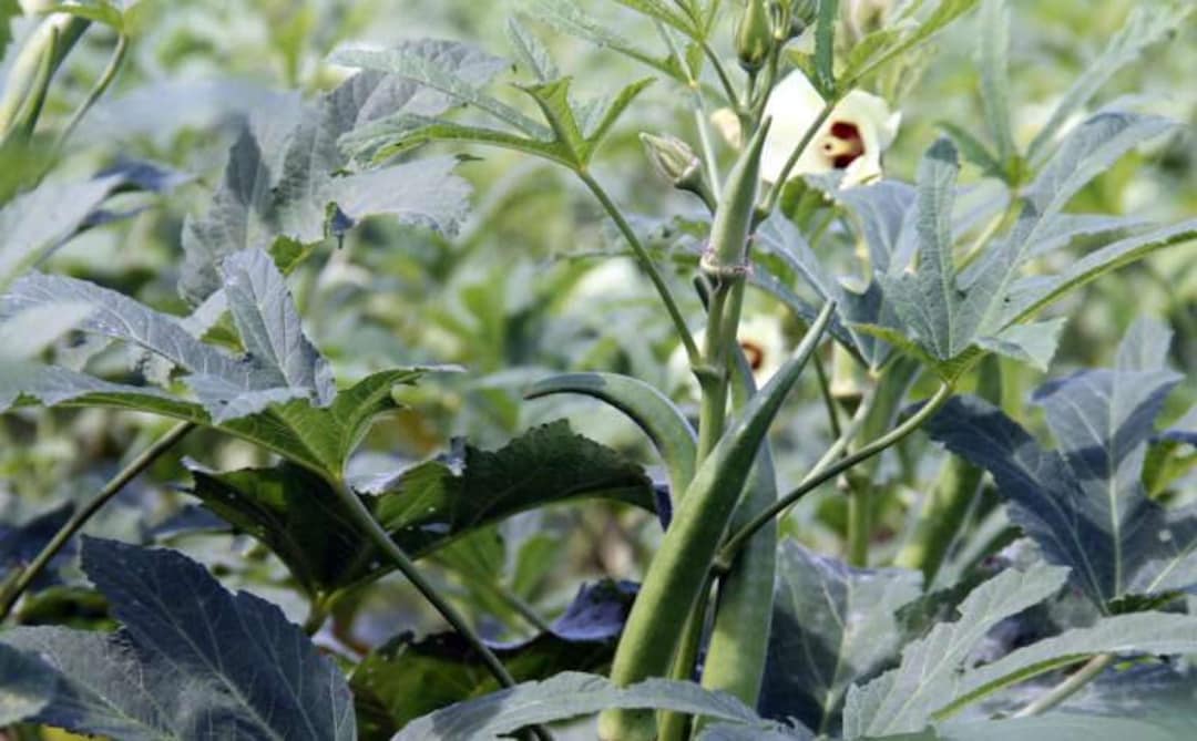 OKRA PERKINS Long Pod Okra Seed Heirloom Abelmoschus Esculentus Qty: 88 ...