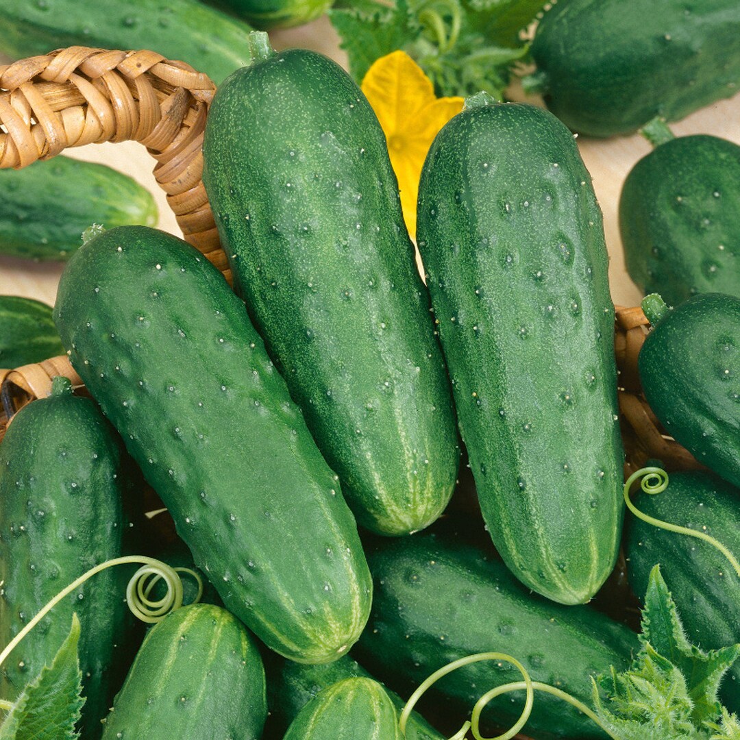 CUCUMBER - HOMEMADE PICKLES Cucumber Seed - Heirloom - Qty: 75 - Etsy