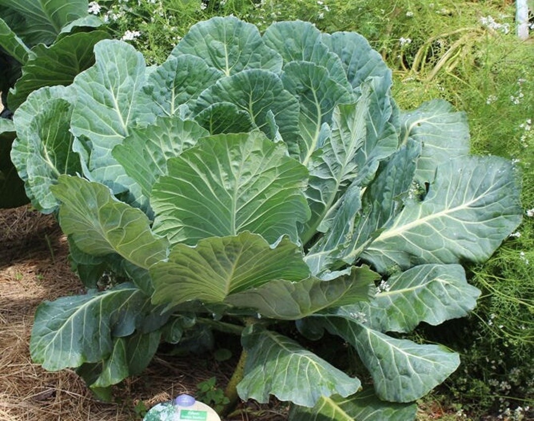 COLLARD - MORRIS HEADING Collard Greens Seed - Heirloom - Qty: 300 - Etsy