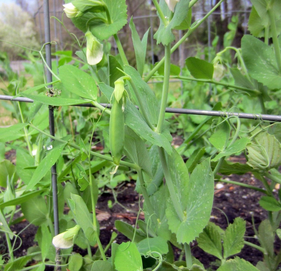PEAS - SUGAR ANN Snap Peas Seed - Heirloom - Pisum Sativum - Qty: 75 ...