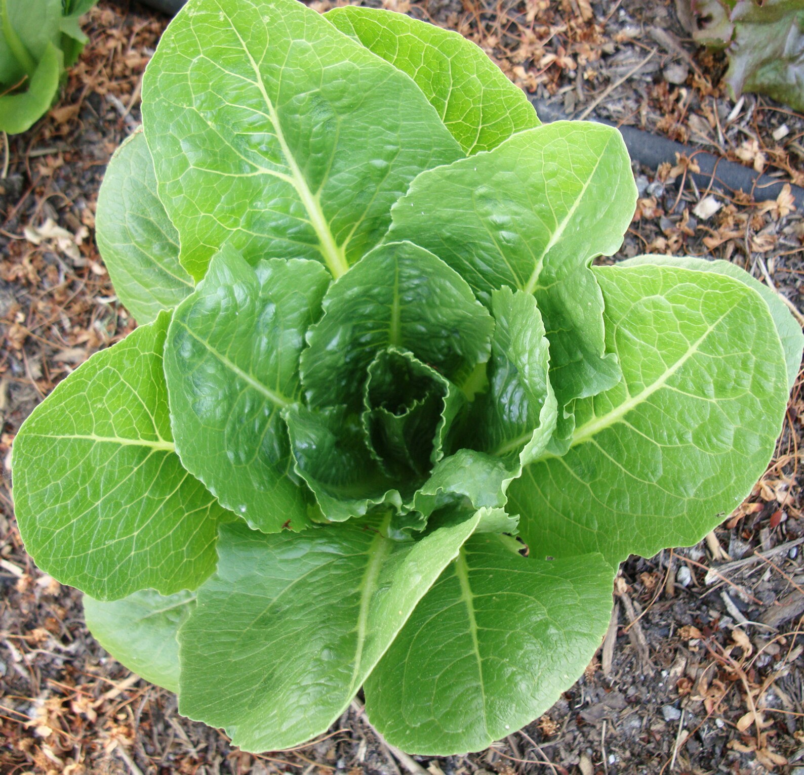 LETTUCE - ROMAINE Little Caeser - Heirloom - Lactuca Sativa - Qty: 500 ...