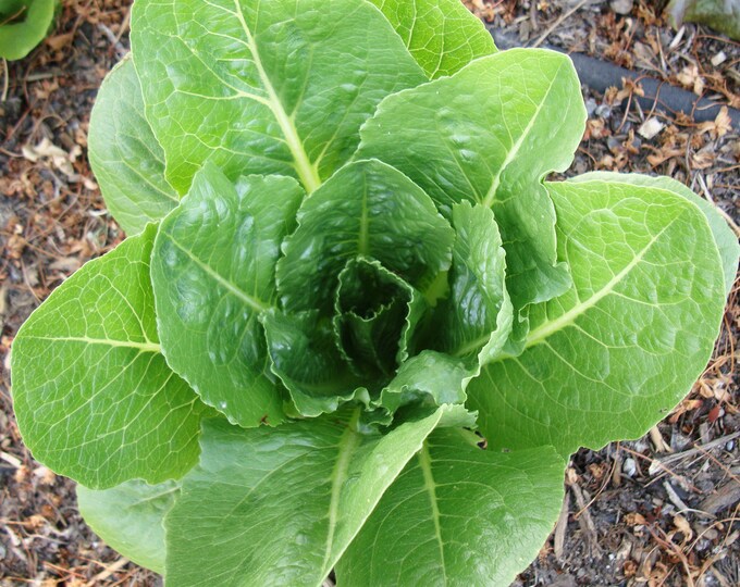 LETTUCE - ROMAINE Little Caeser - Heirloom - Lactuca Sativa - Qty: 500 ...