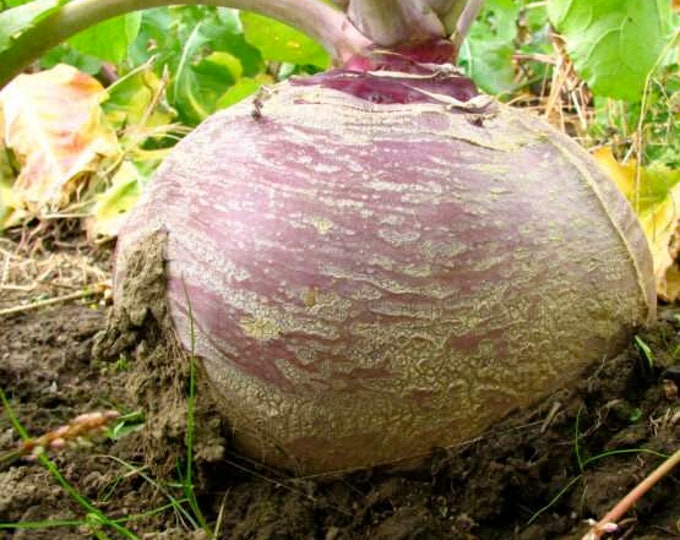 Heirloom Laurentian Rutabaga Seeds Brassica Napus Var. Napobrassica ...