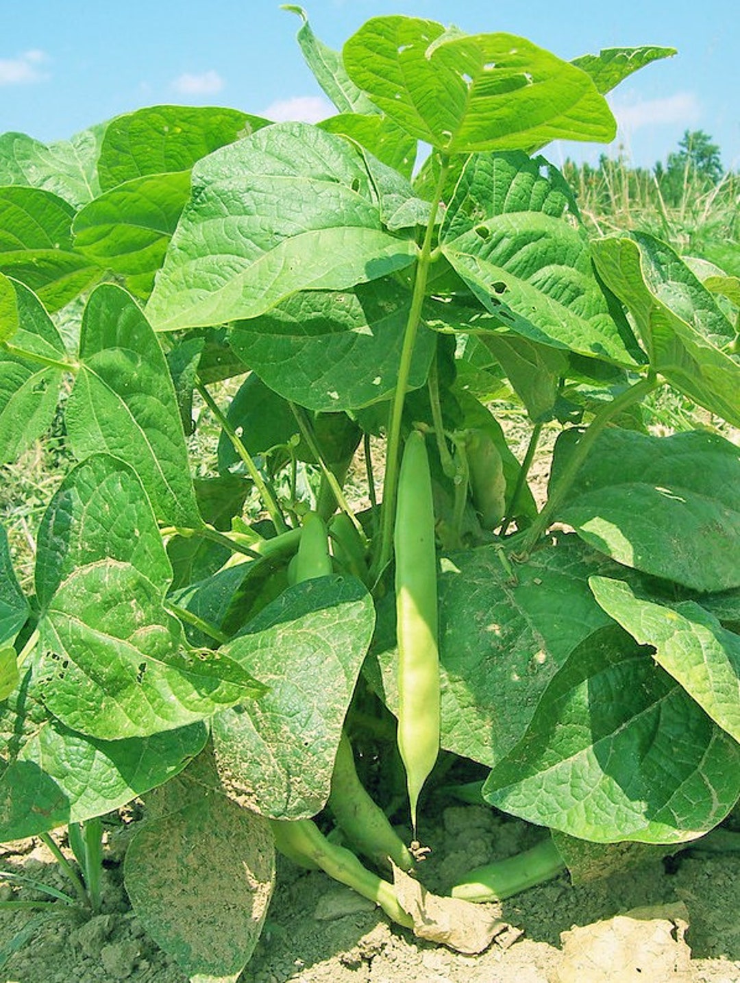BEANS - (bush) ROMA II Flat Bush Green Bean Seeds - Heirloom - Qty: 60 ...