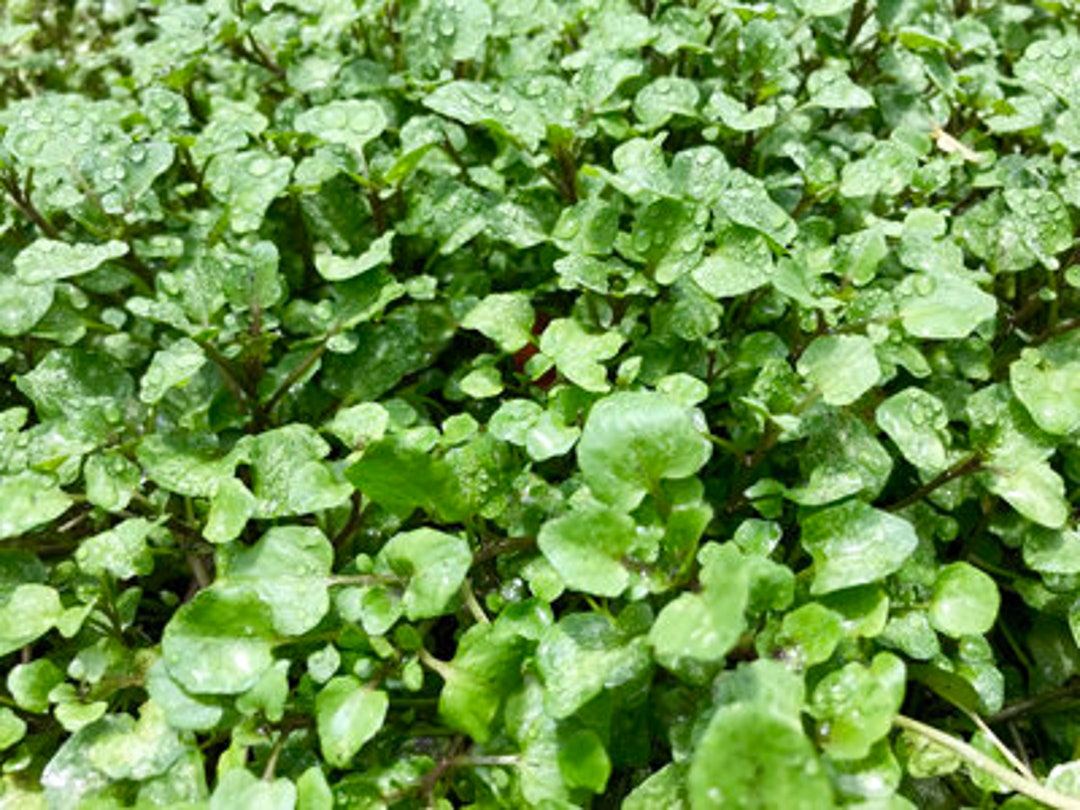 HERB - Upland Garden PEPPER CRESS - Heirloom - Qty: 250 - Etsy