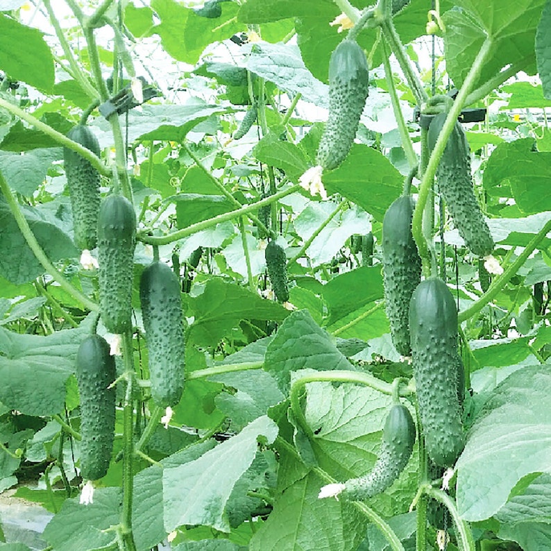 CUCUMBER - WISCONSIN SMR58 Cucumber Seed - Heirloom - Qty: 75 - Etsy