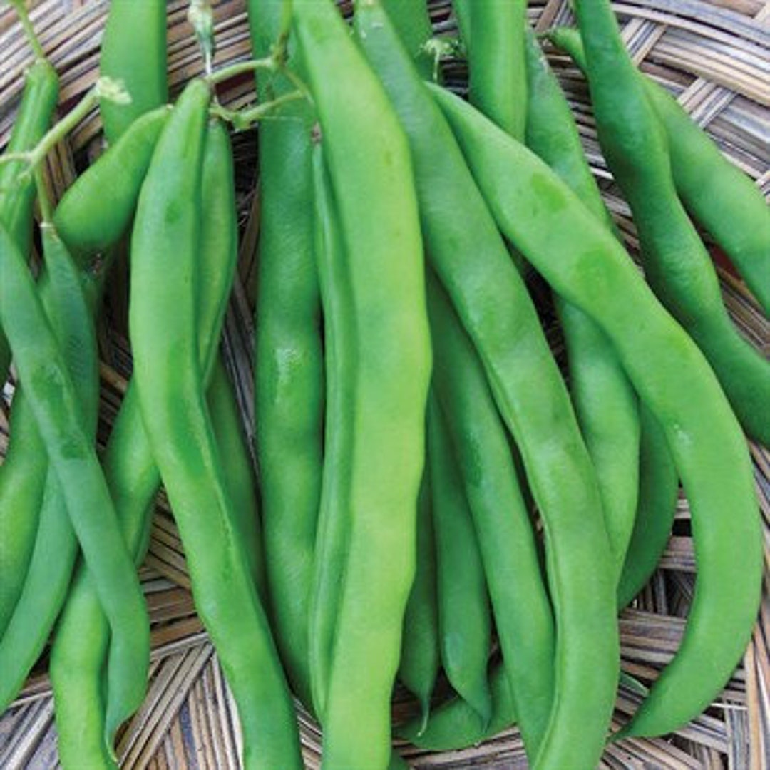 BEANS - White HALF RUNNER Green Bean Seeds - Heirloom - Qty: 60 - Etsy