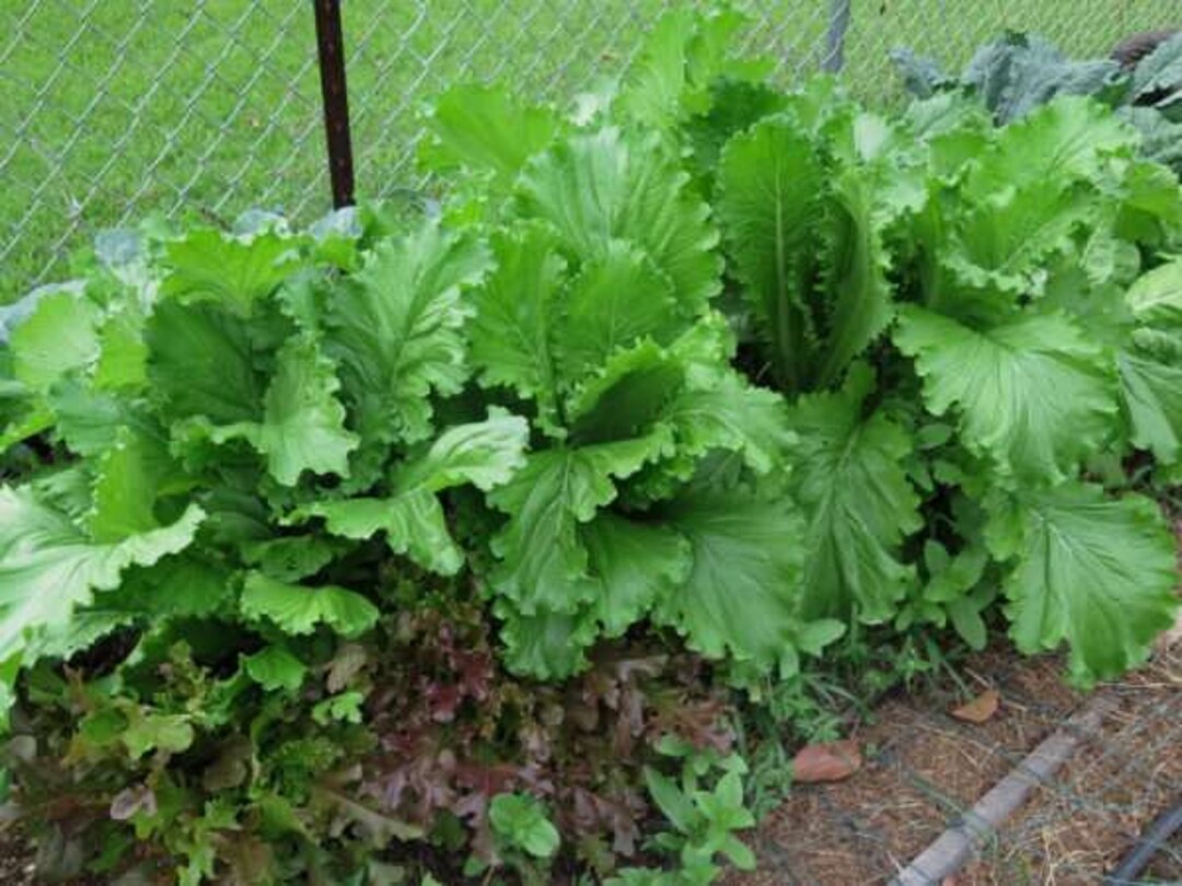 MUSTARD - FLORIDA BROADLEAF Mustard Greens Seed - Heirloom - Brassica ...